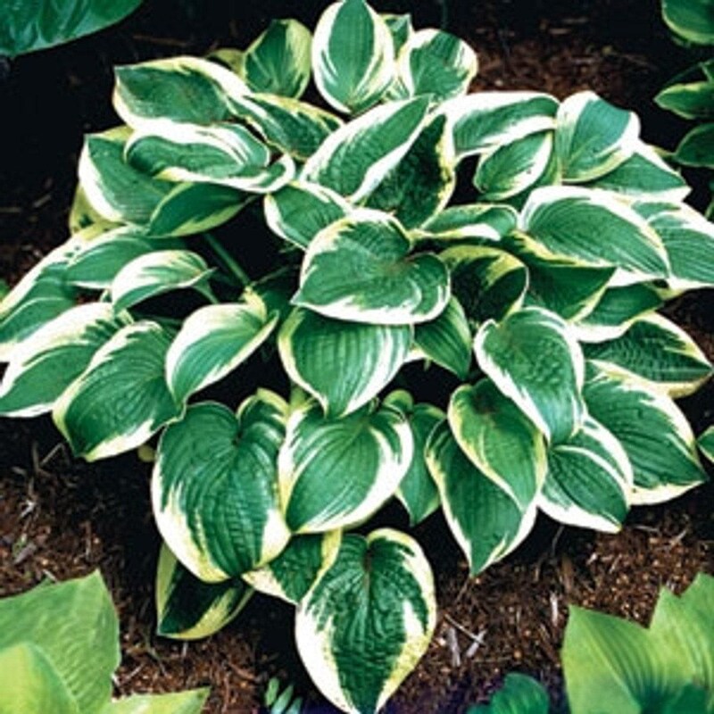Purple Hosta Plant - Etsy