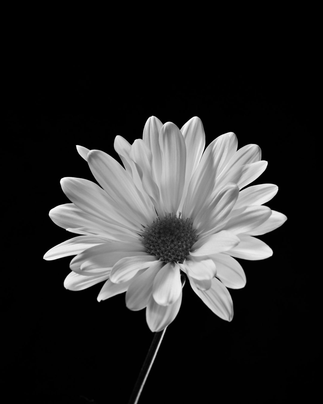 Daisy on Black, Fine Art Black and White Photography, Flower Art ...