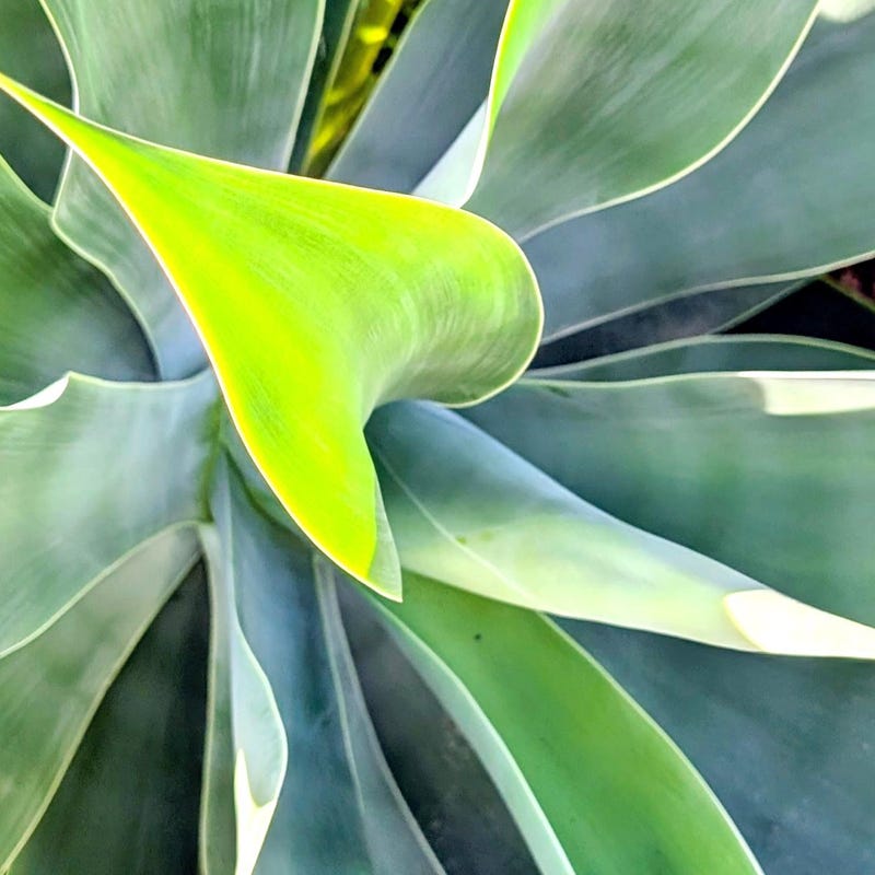 Blue Agave - Etsy