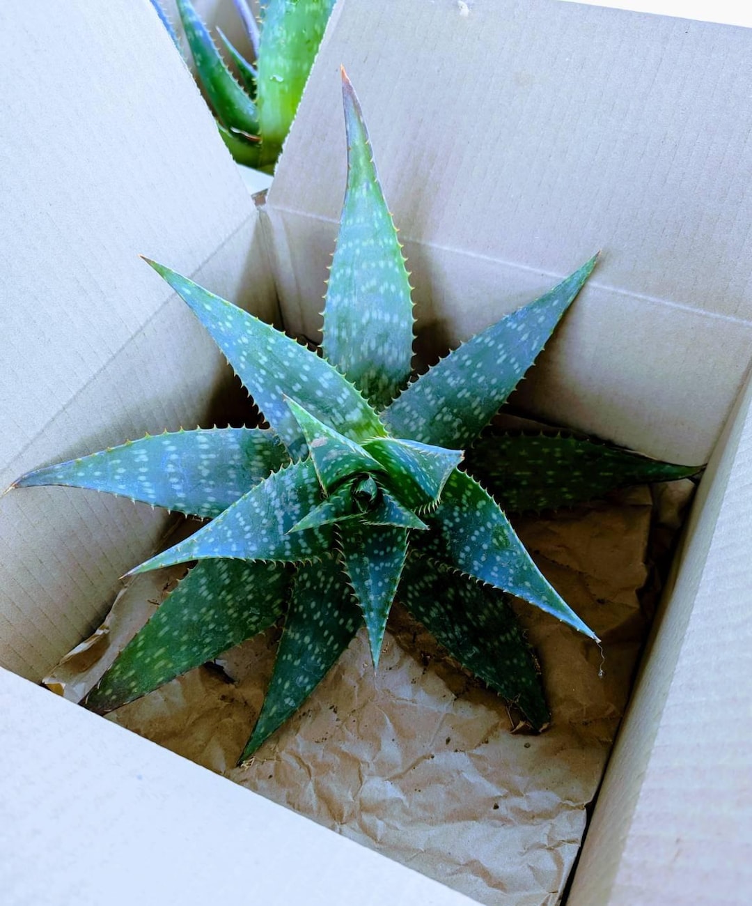 Live Aloe Maculata (spotted or Freckle Aloe) Length/width 7"-10" Bare ...