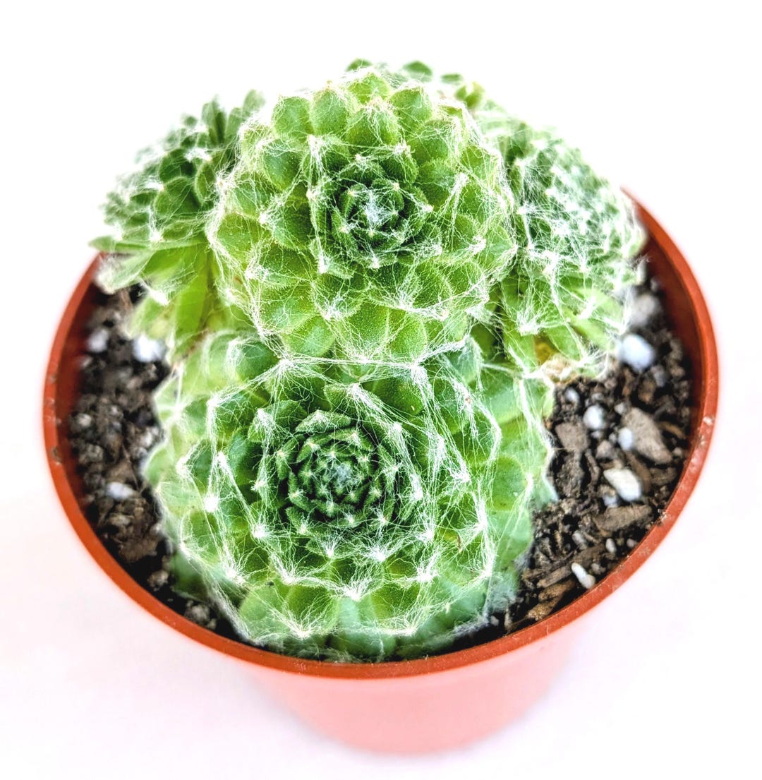 Sempervivum Succulent – Arctic White Hens and Chicks | Outdoor Cold ...