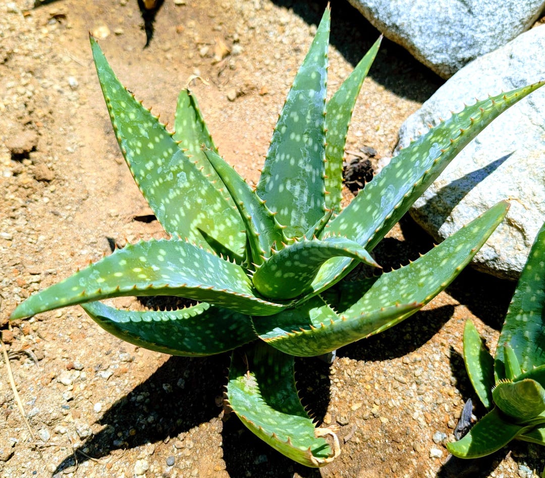 Live Aloe Maculata (spotted Aloe): Drought-tolerant Garden Succulent - Etsy
