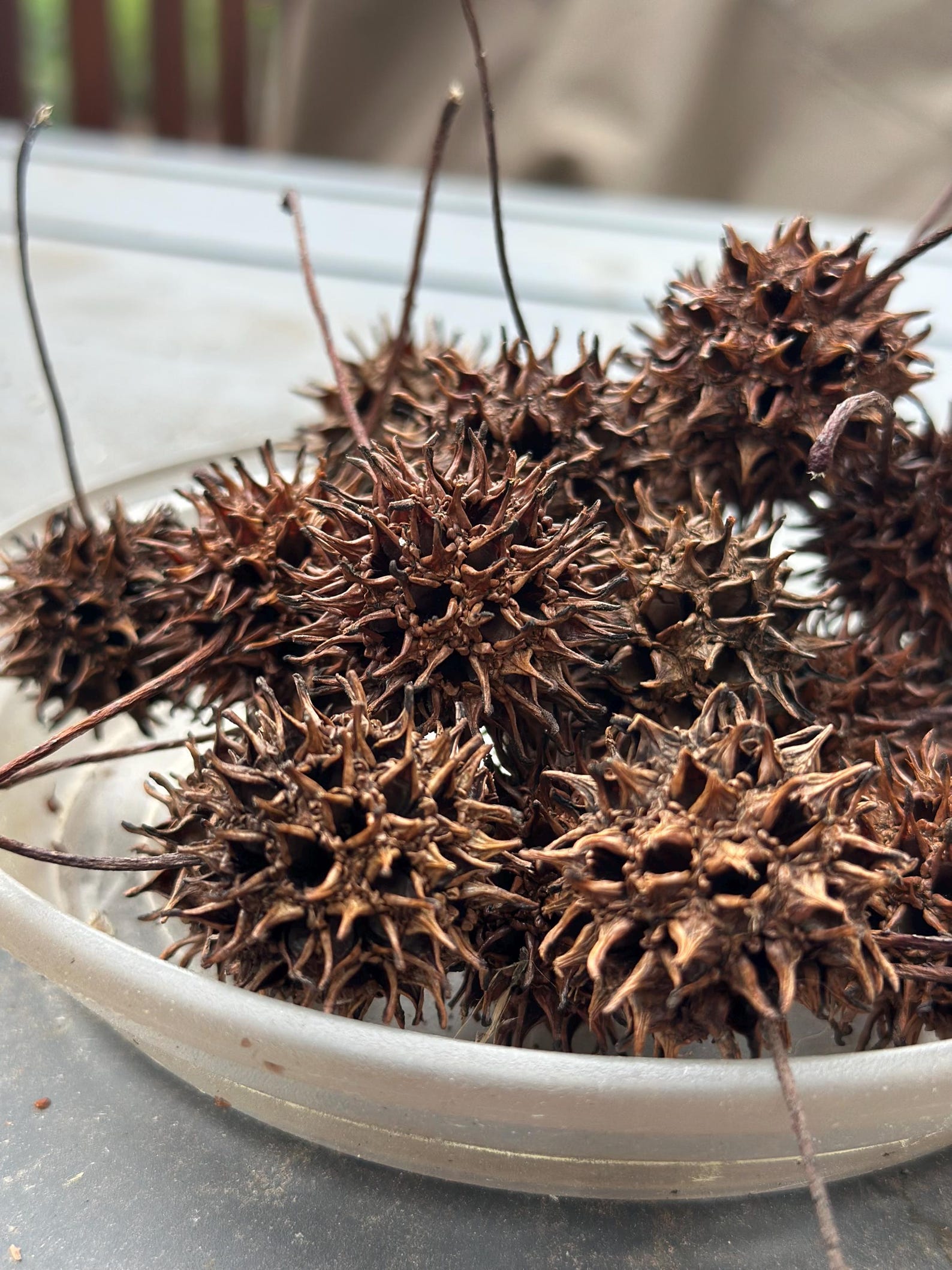 Sweetgum Tree Seed Pods, Spiky Craft Rustic Craft Supplies- Decoration ...