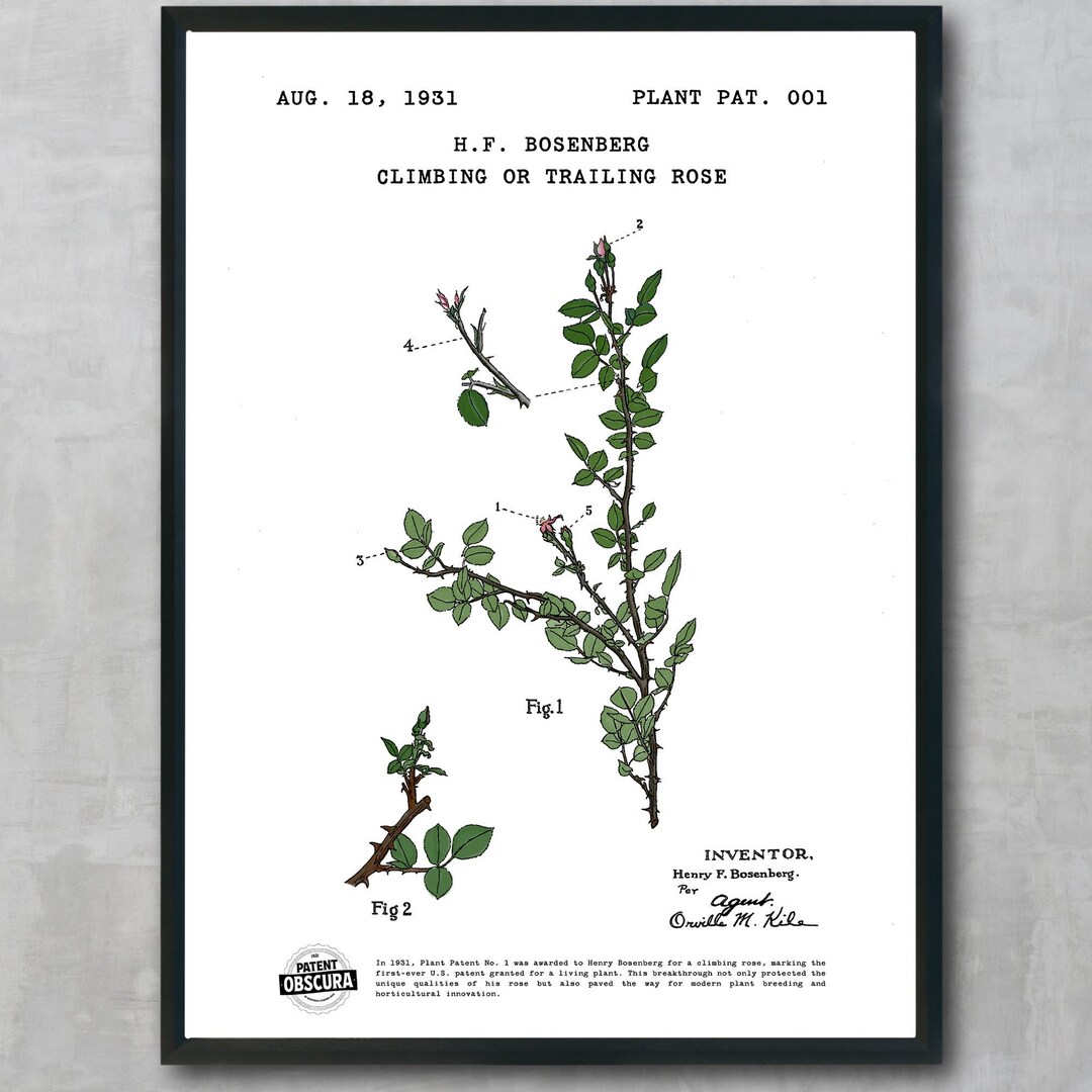 1931 Patent No. 1 – the First-ever Plant Patent Poster - Etsy