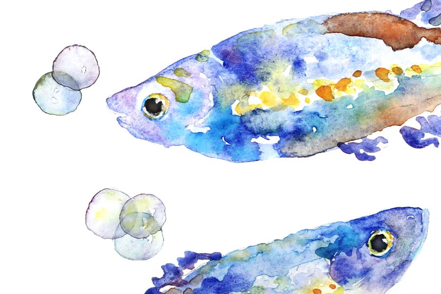 Blue bathroom decor Fish Print Blue Bathroom Art Fish | Etsy