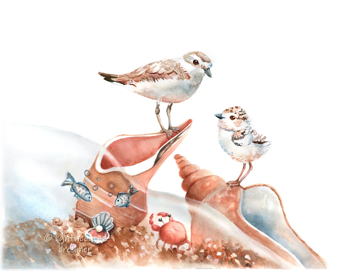 Plover Print, Coastal Wall Art, Watercolor Shell, Beach Nursery Art ...