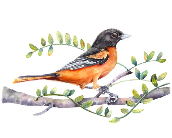 Watercolor bird print Oriole Painting Girl's wall art | Etsy