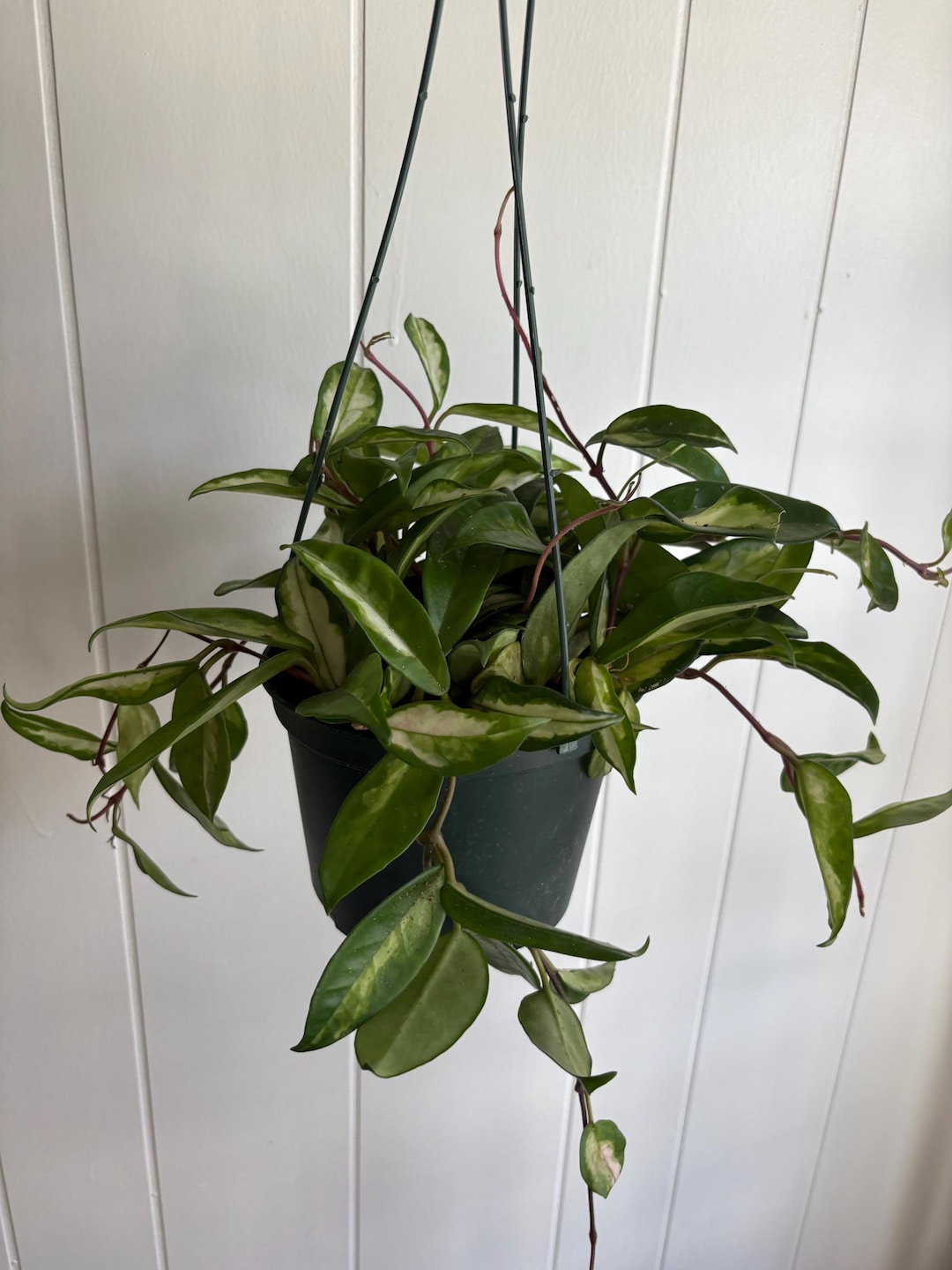 Hoya Carnosa Princess – 6” Hanging Basket – Exact Plant Shown ...