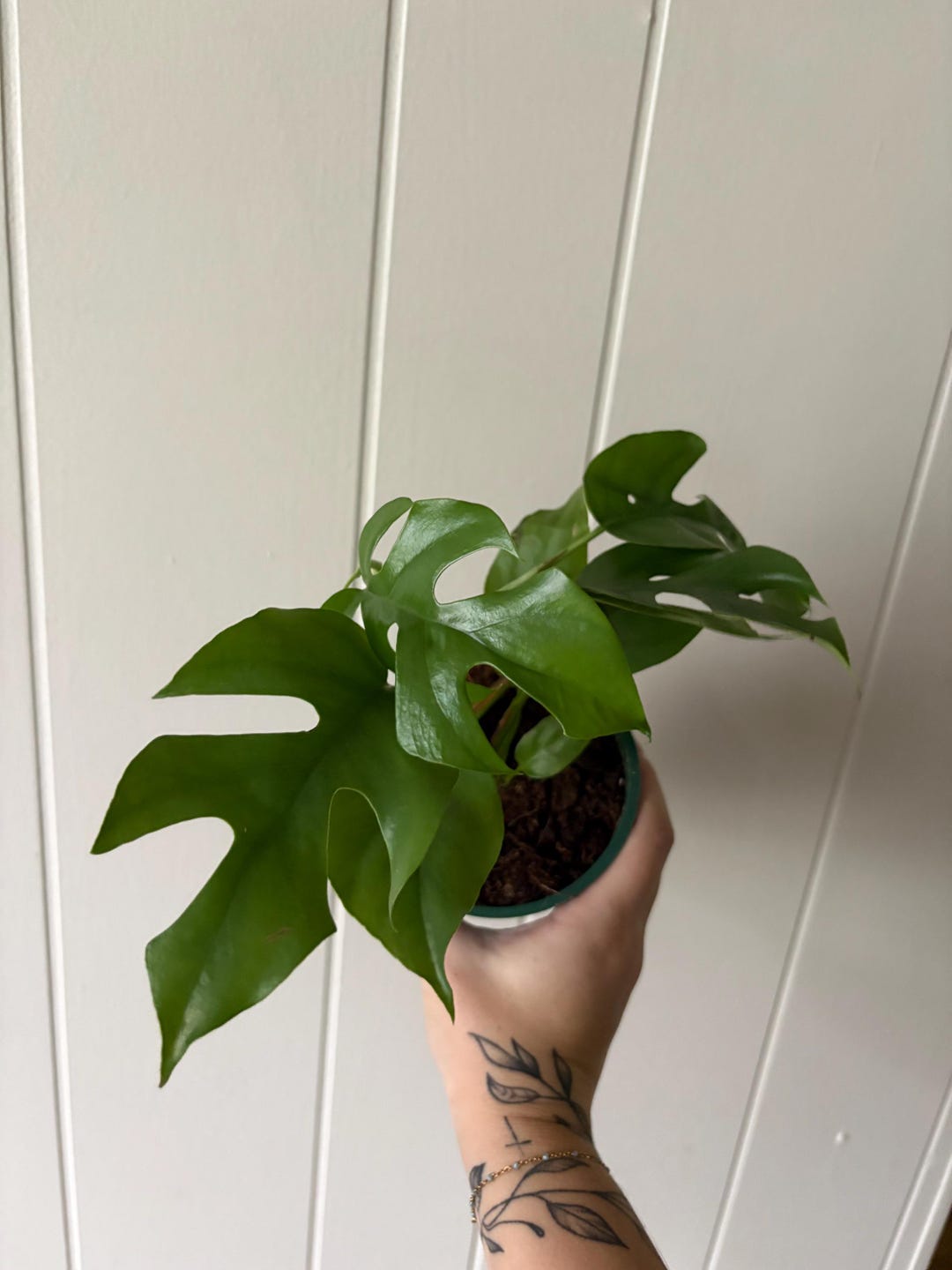 Mini Monstera – 4” Live Houseplant | Exact Plant Shown | Rhaphidophora ...