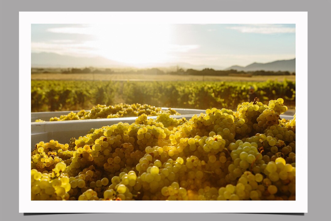 Grapes at Harvest - Etsy