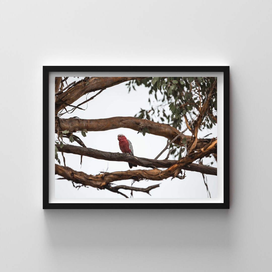 Galah, Wild Birds, Australian Birds, Geurie, Eolophus Roseicapilla ...