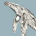 Humpback Whale Art Print – Micron Ink Ocean Illustration | Whale Wall ...