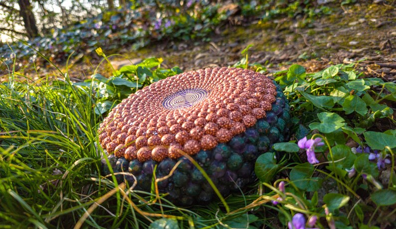 Orgonite Torus Field | Nature's Blessing Edition - Etsy