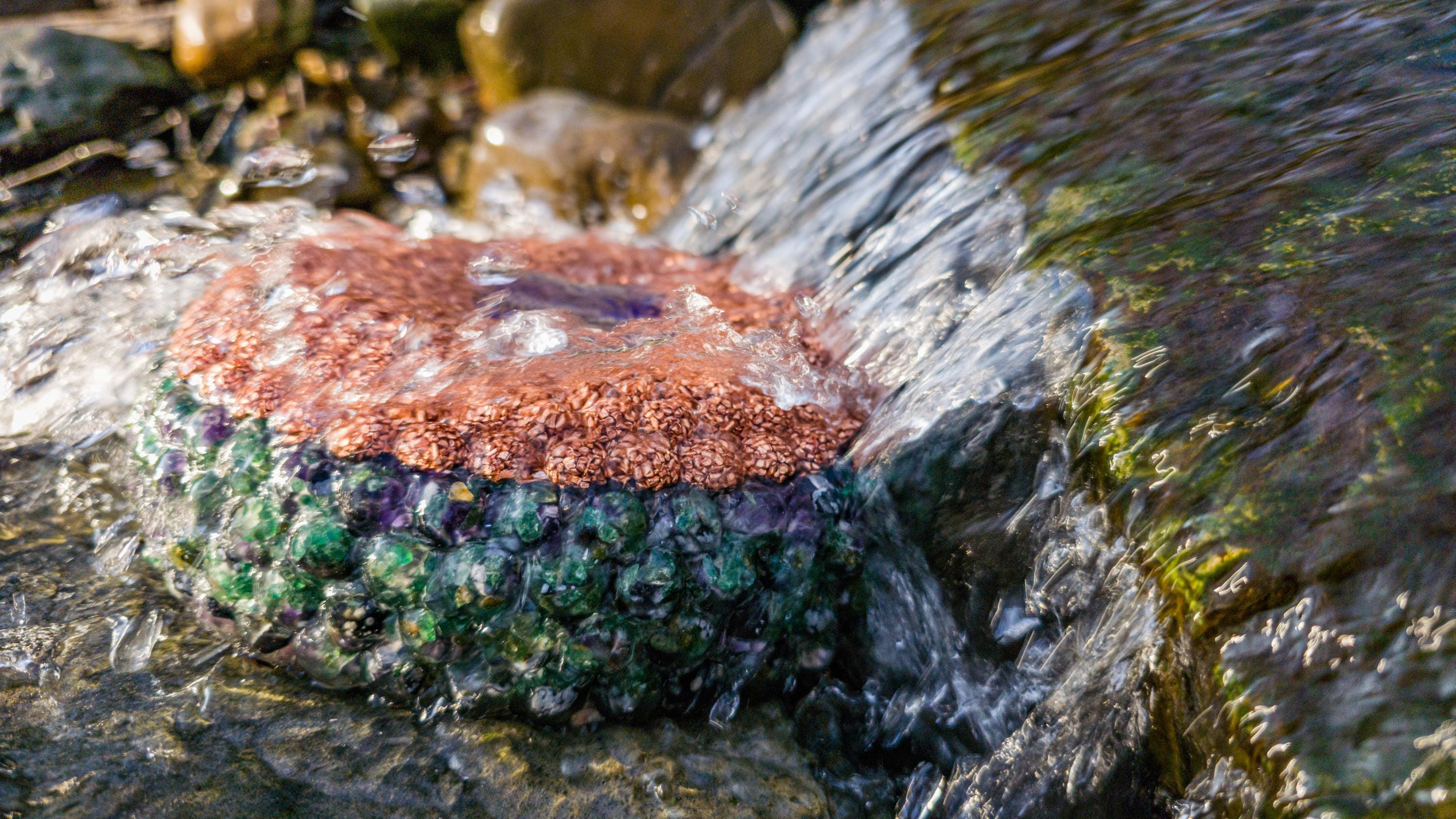 Orgonite Torus Field | Nature's Blessing Edition - Etsy