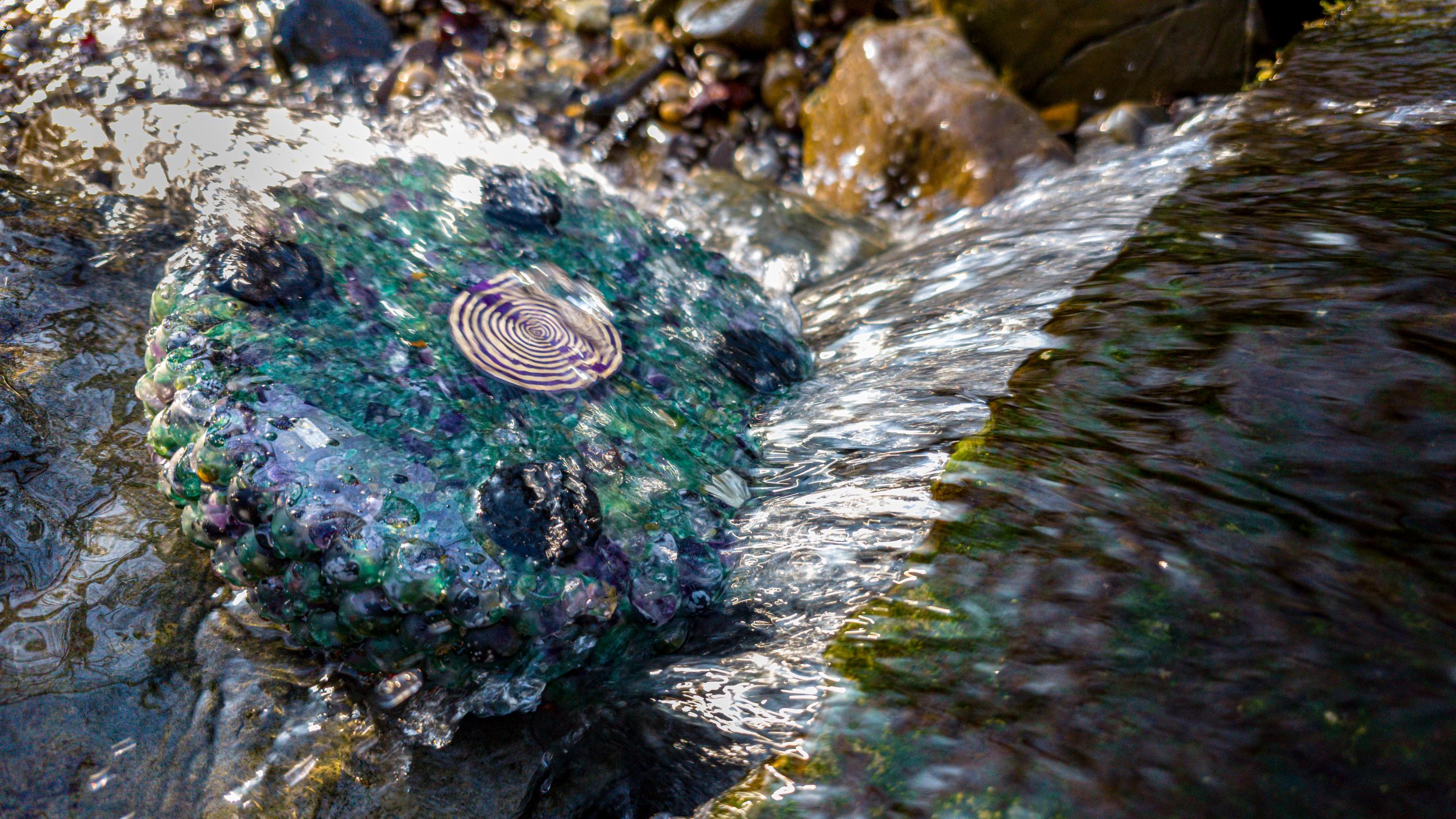 Orgonite Torus Field | Nature's Blessing Edition - Etsy