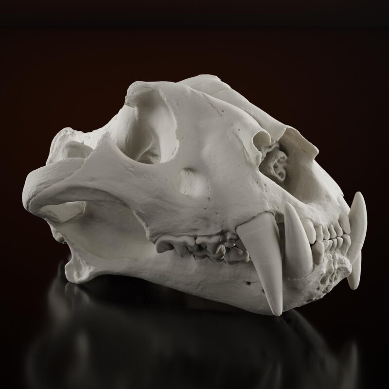 Faux or Real Skulls - Etsy UK