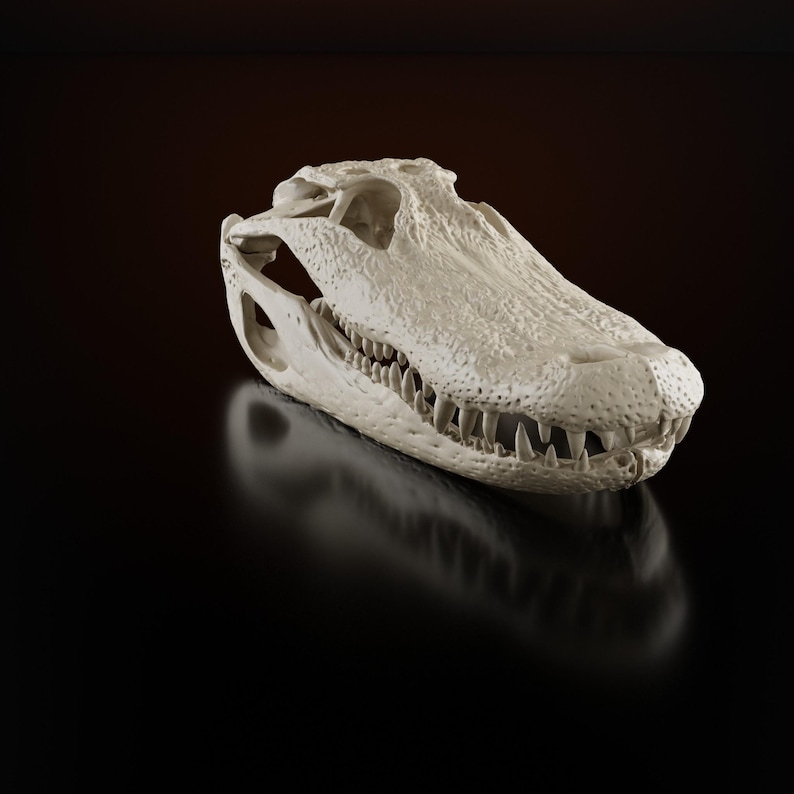 Alligator Skull Replica - Crocodile Skull Life Size - American ...