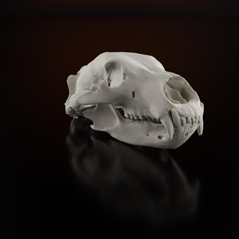 Grizzly Bear Skull Life Size Replica Brown Black Bones - Etsy