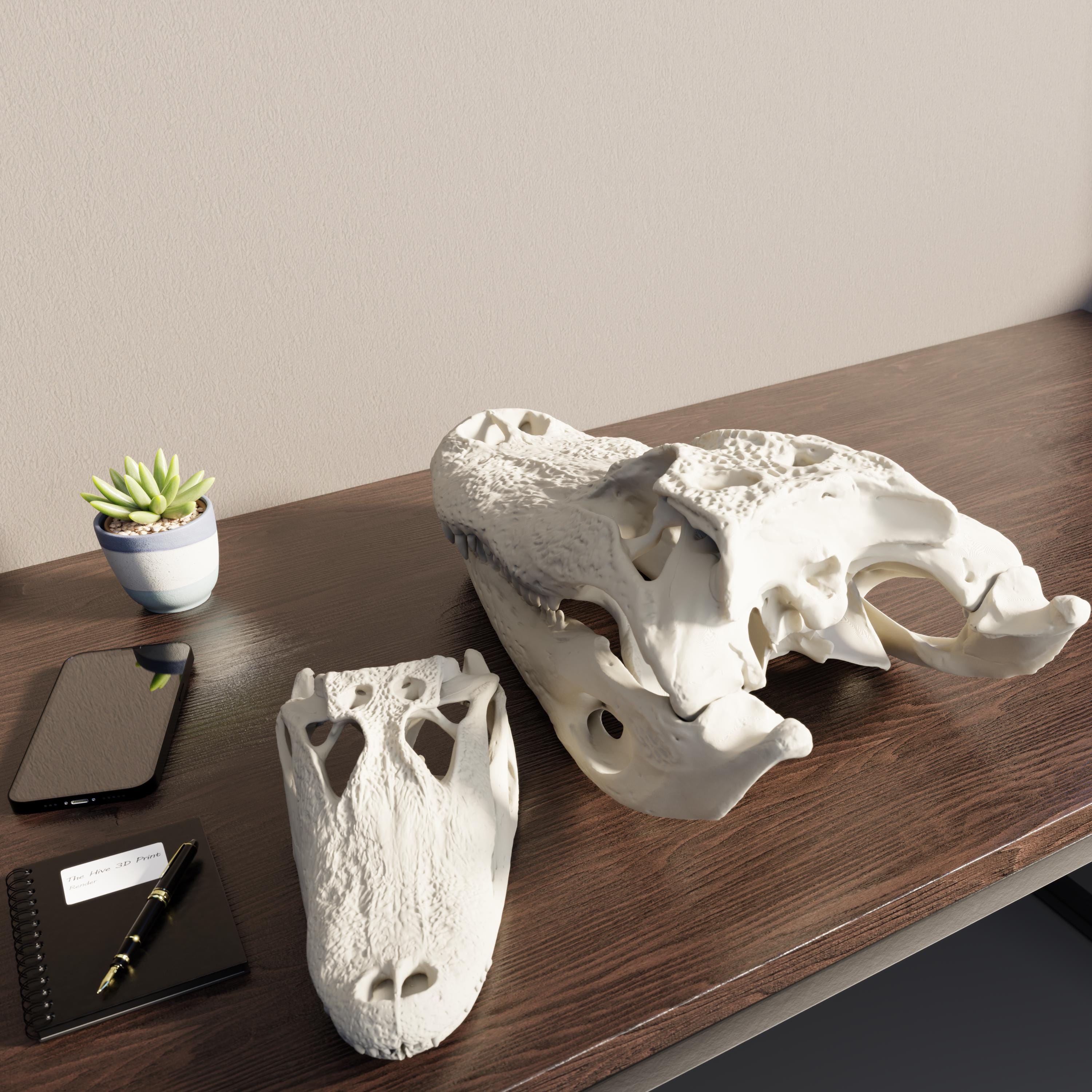 Alligator Skull Replica - Crocodile Skull Life Size - American ...