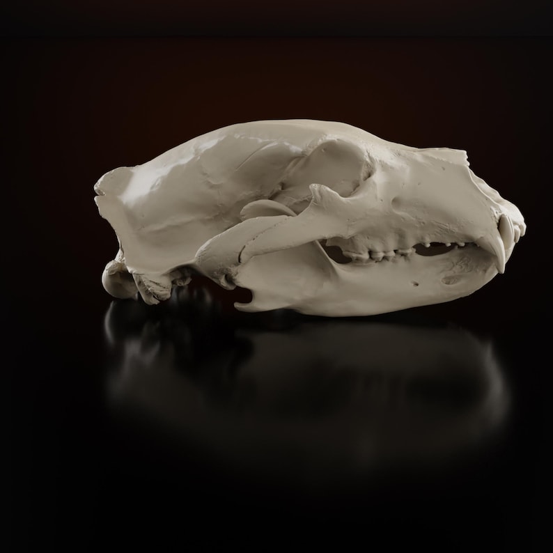 Grizzly Bear Skull Life Size Replica Brown Black Bones - Etsy