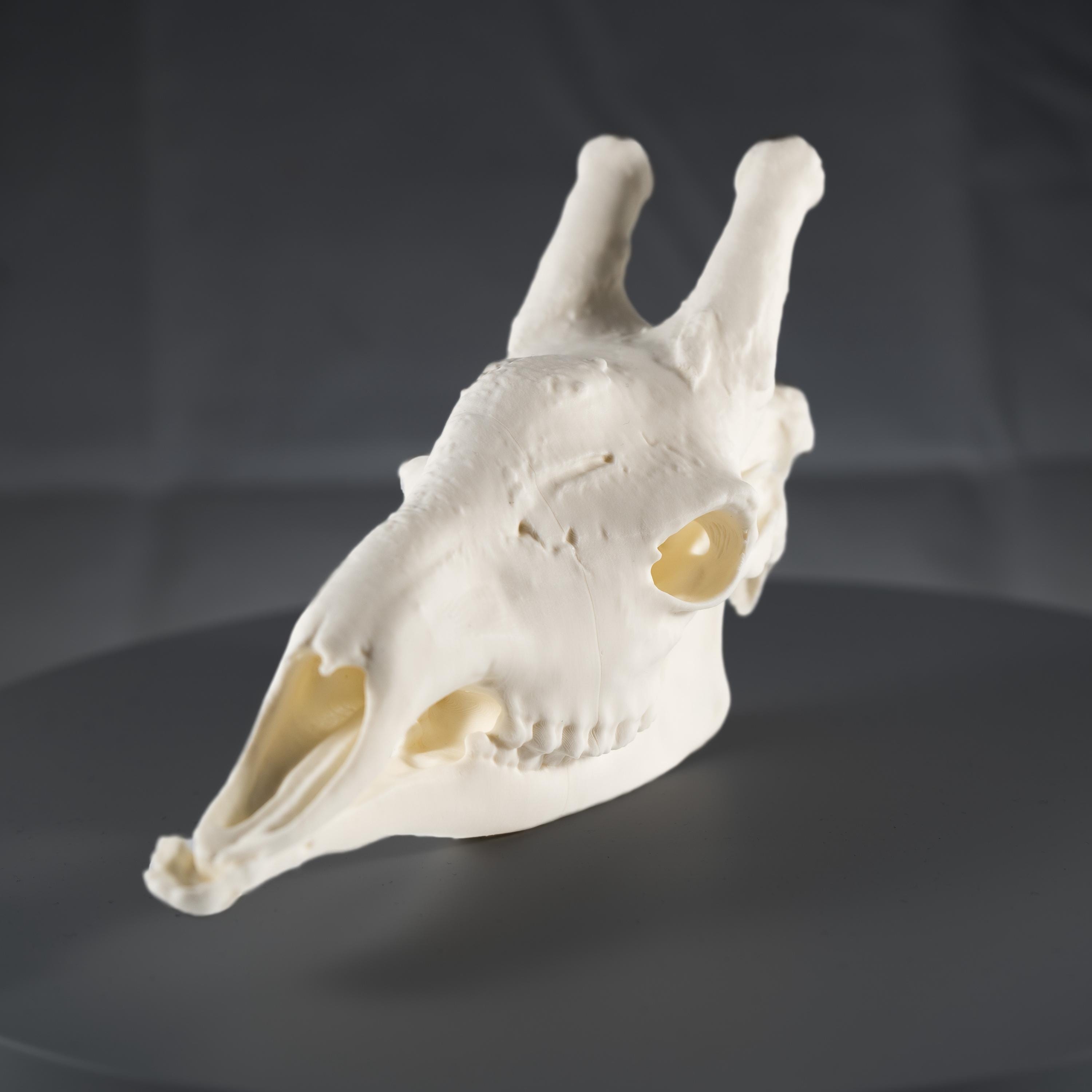 Giraffe Skull - Life Size Replica - Miniature Bones - Etsy