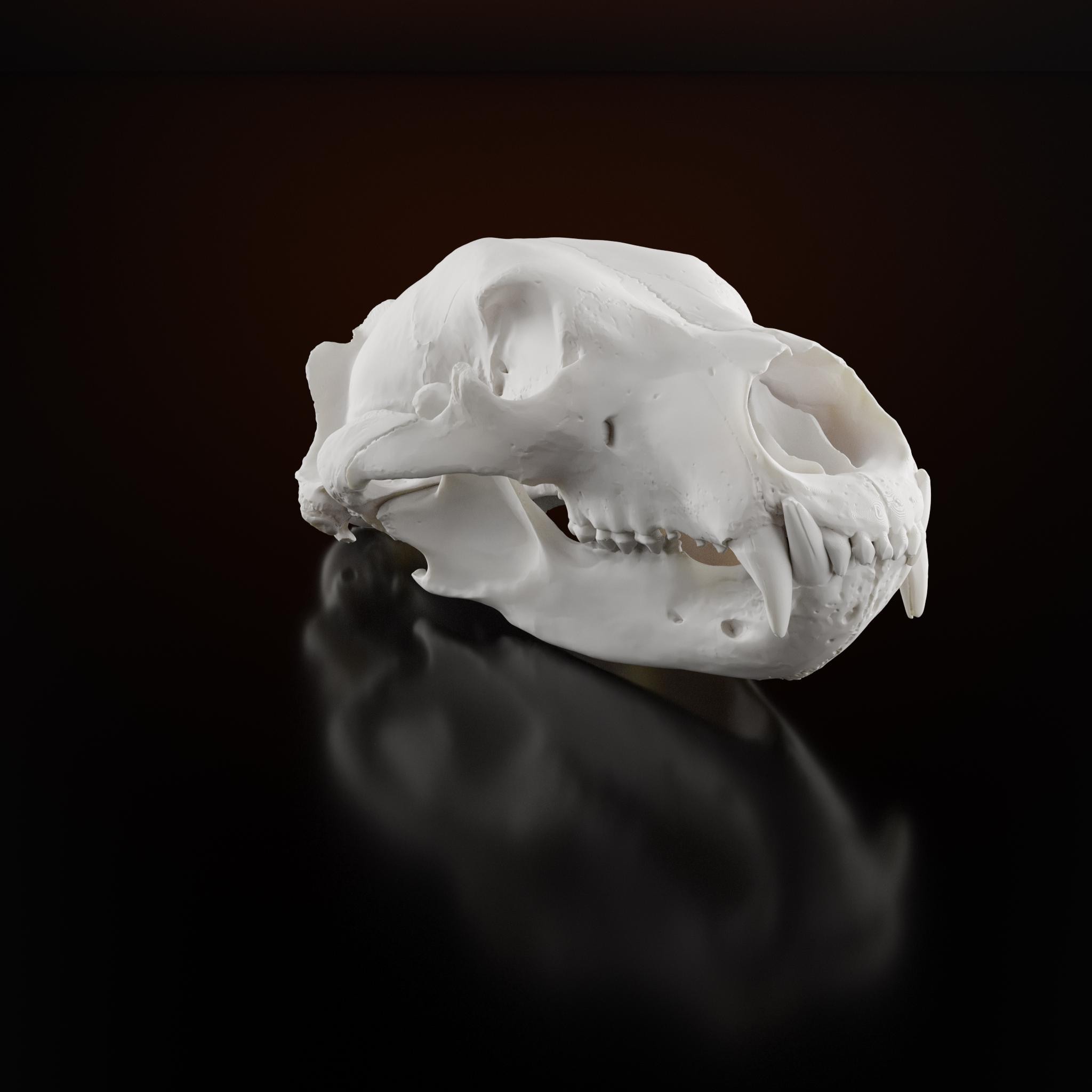 Grizzly Bear Skull Life Size Replica Brown Black Bones - Etsy