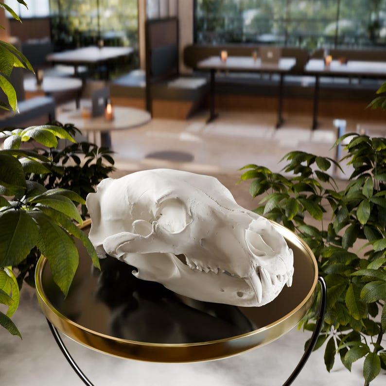 Grizzly Bear Skull Life Size Replica Brown Black Bones - Etsy