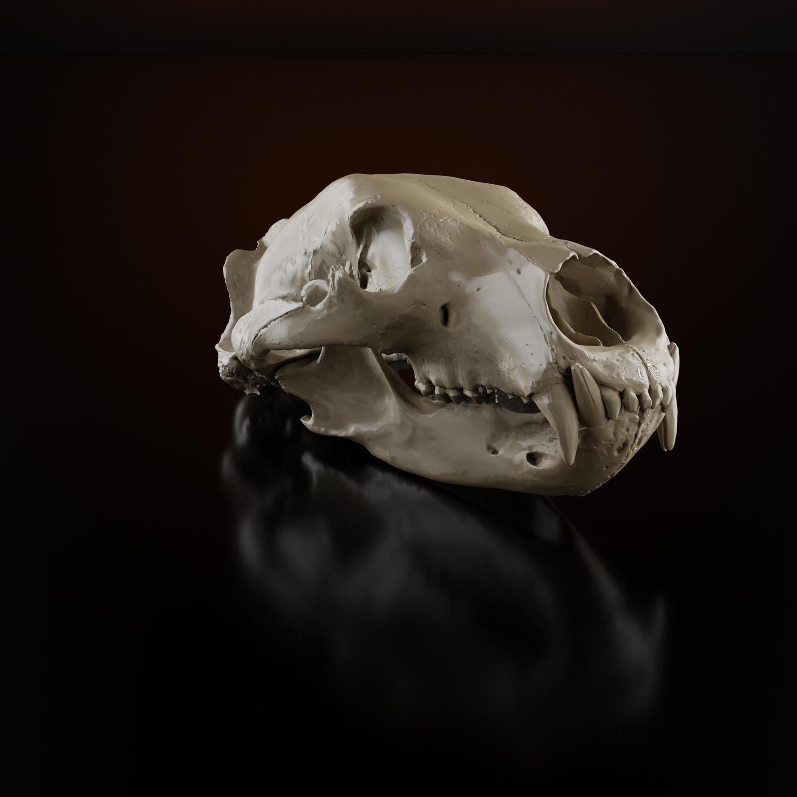 Grizzly Bear Skull Life Size Replica Brown Black Bones - Etsy