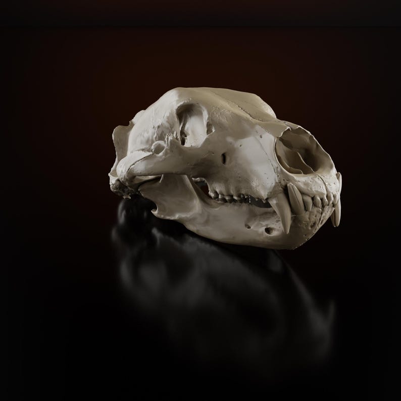 Grizzly Bear Skull Life Size Replica Brown Black Bones - Etsy
