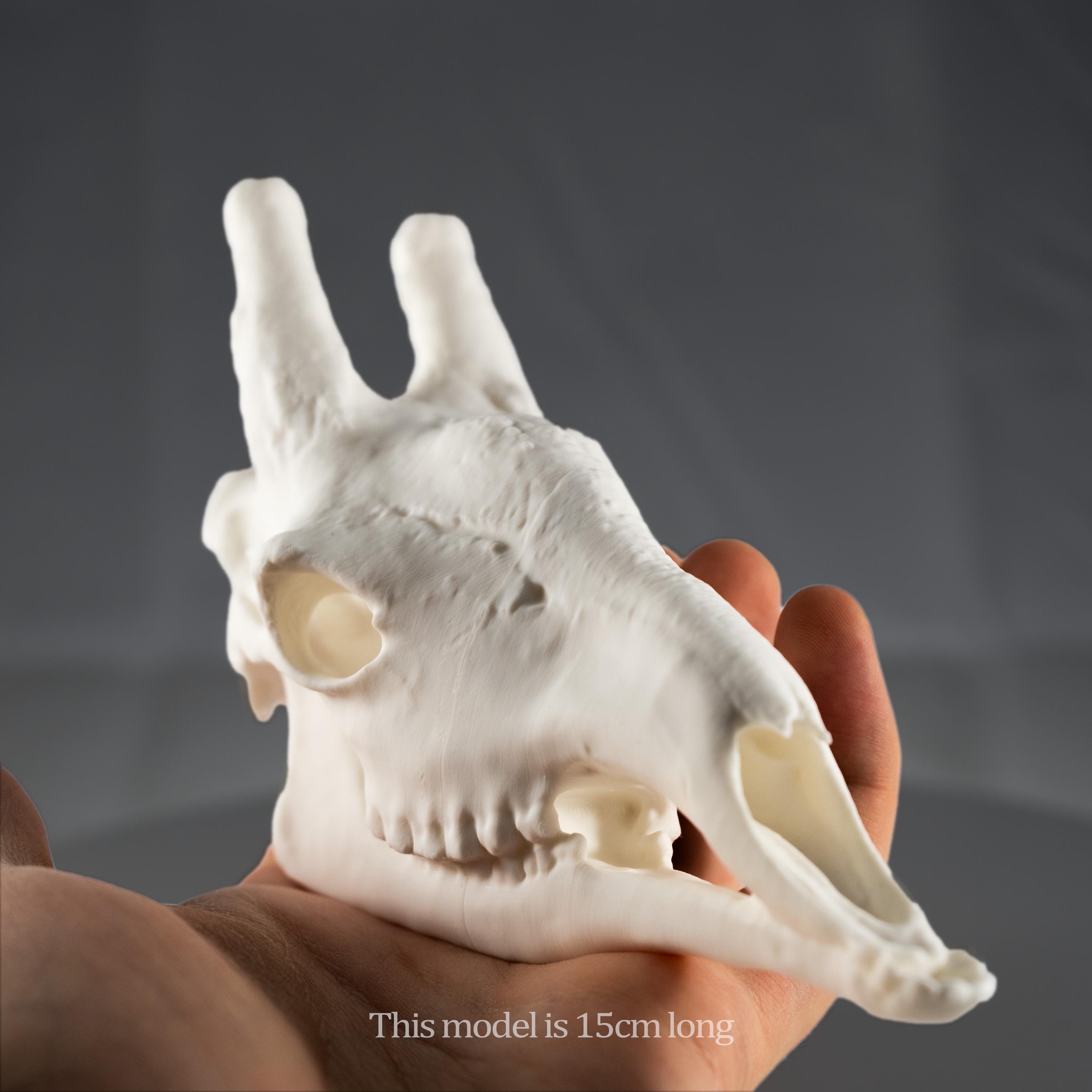 Giraffe Skull - Life Size Replica - Miniature Bones - Etsy