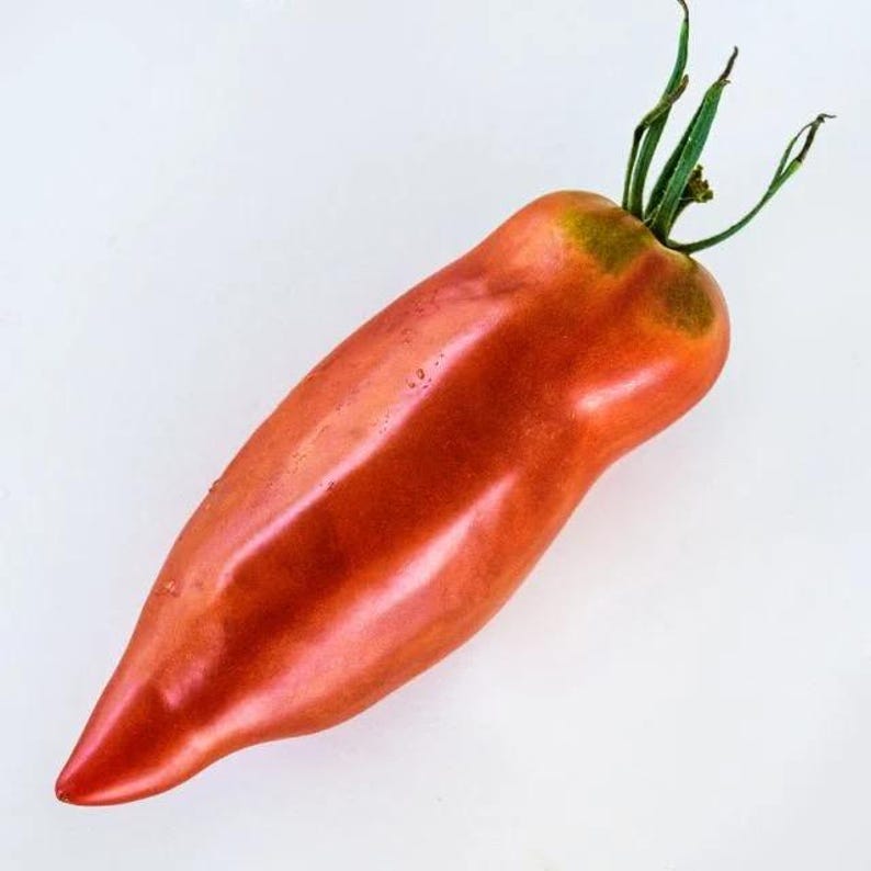 6x Jersey Devil Tomato Plant Starts/seedlings, Organic, Non GMO, Fully ...