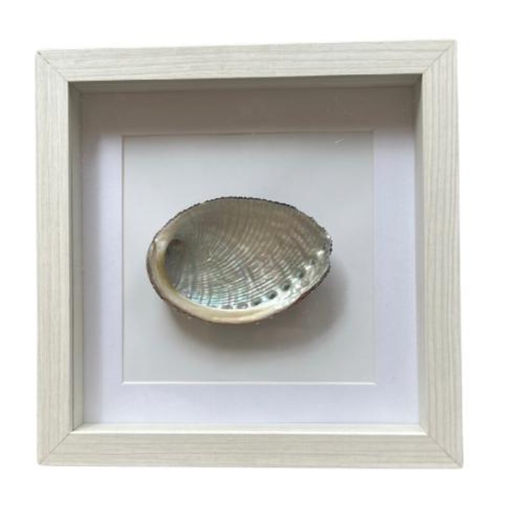 Abalone Shell Wall Art Shadowbox Coastal Beach Seashell Item 002 - Etsy