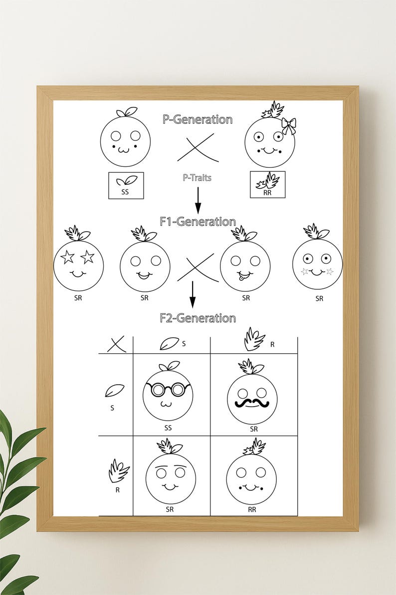 Mendelian Genetics Coloring Page – Inheritance of Traits, Punnett ...