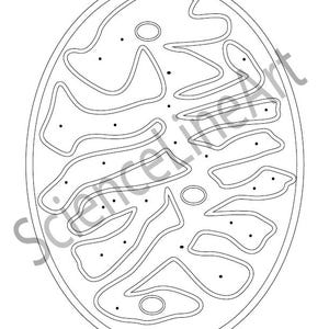 Mitochondria Coloring Page – Printable Biology Worksheet and Science ...