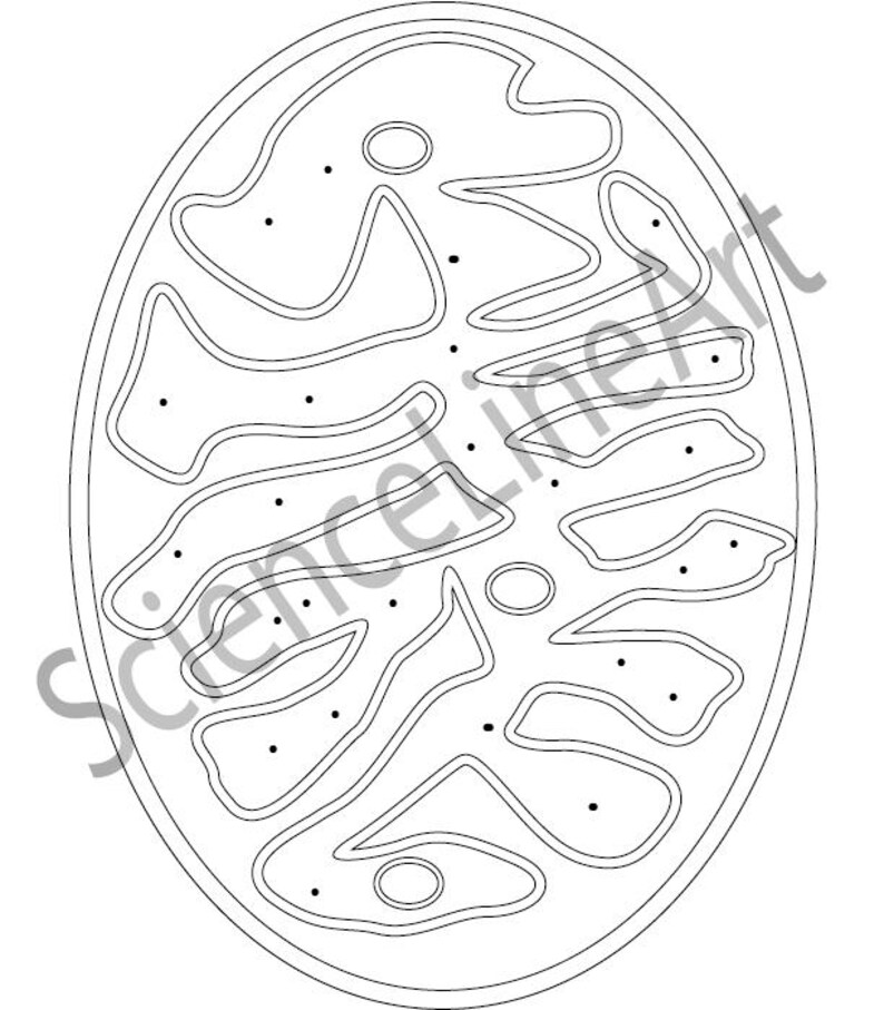 Mitochondria Coloring Page – Printable Biology Worksheet and Science ...
