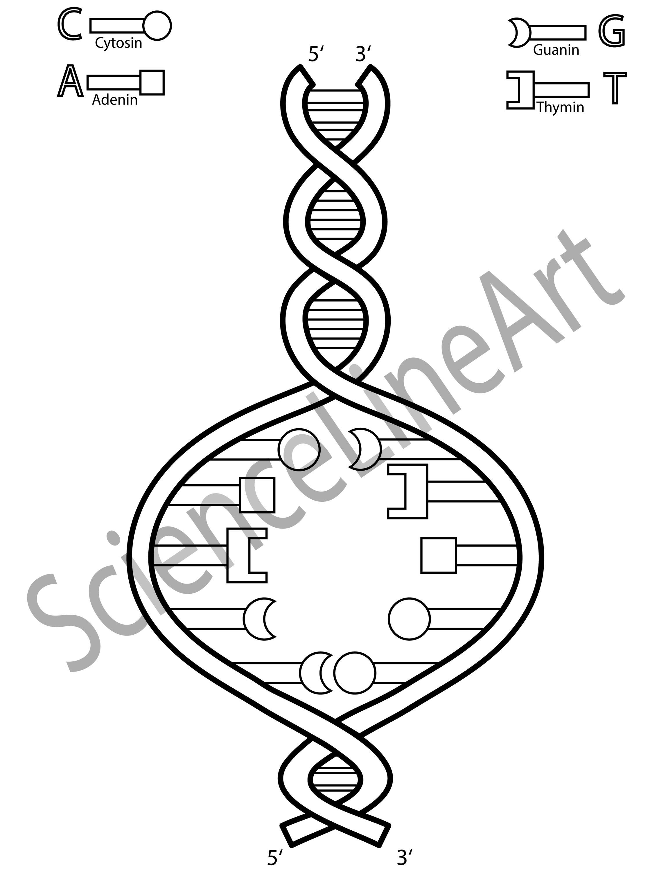 DNA Coloring Page – Educational A4 Printable Diagram of Double Helix ...