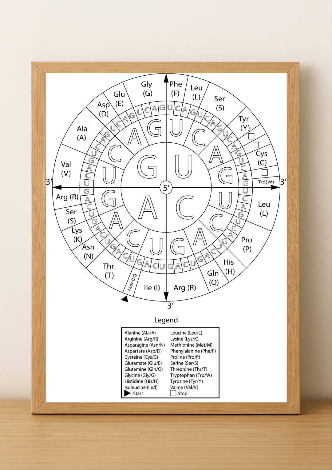 Codon Wheel Coloring Page – Genetic Code Poster for Biology Students ...