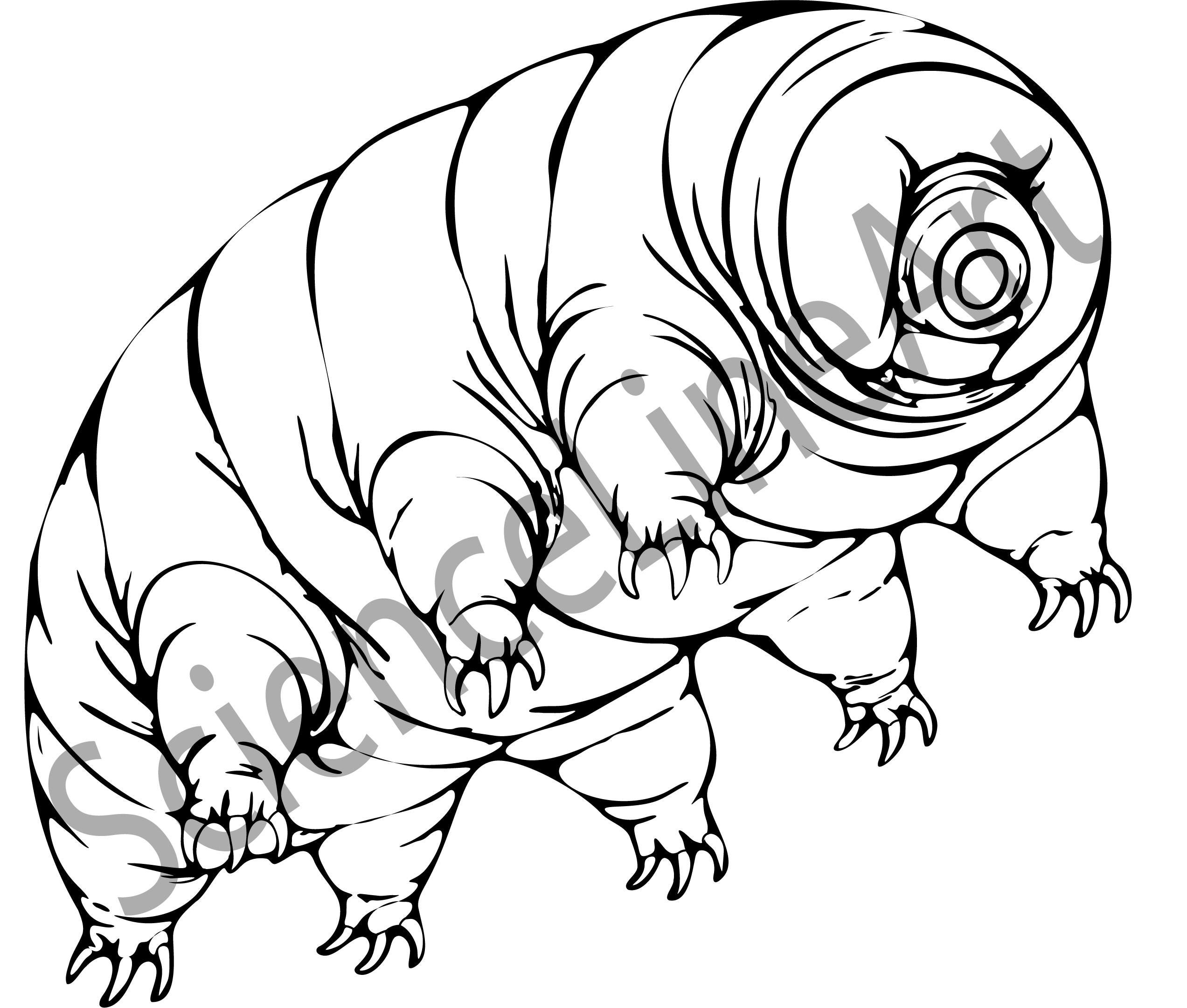 Tardigrade Coloring Page Printable - Science Activity for Kids, Instant ...