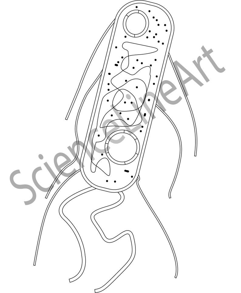 E. Coli Coloring Page – Printable Bacteria Worksheet – STEM Science ...