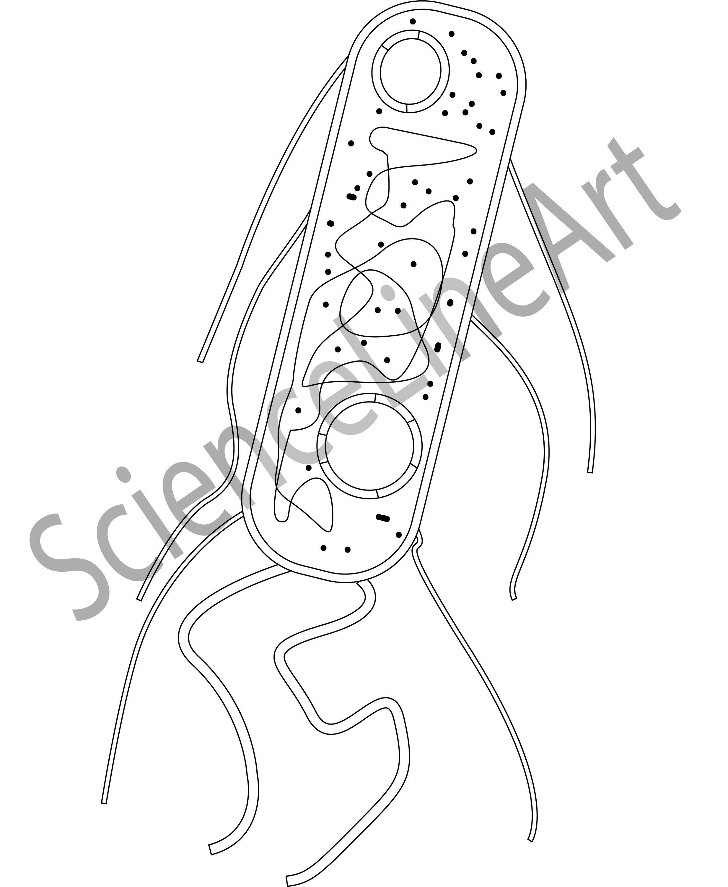 E. Coli Coloring Page – Printable Bacteria Worksheet – STEM Science ...