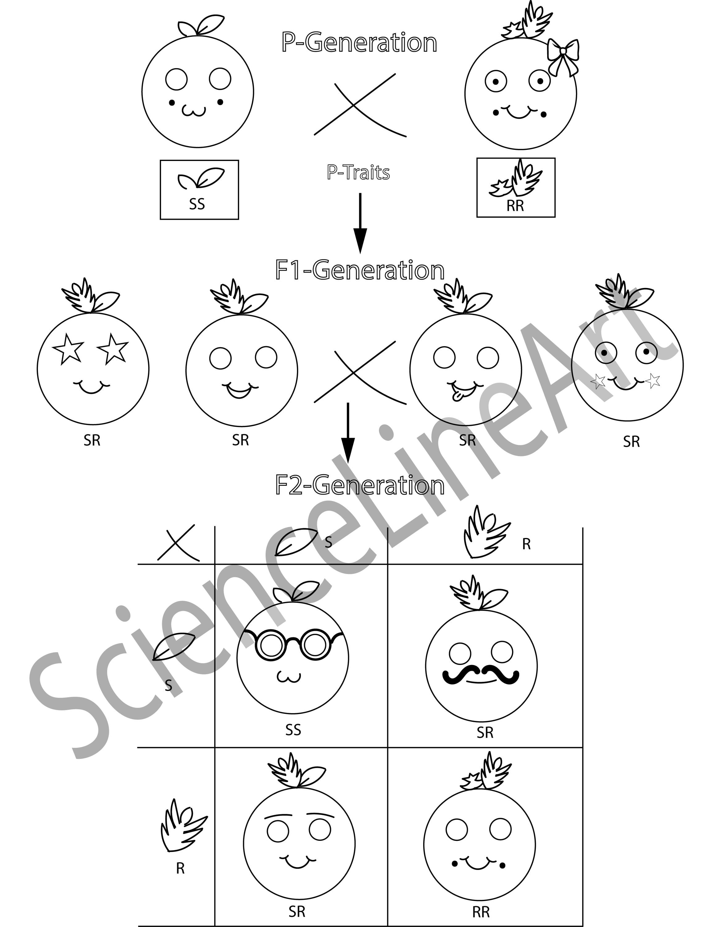 Mendelian Genetics Coloring Page – Inheritance of Traits, Punnett ...