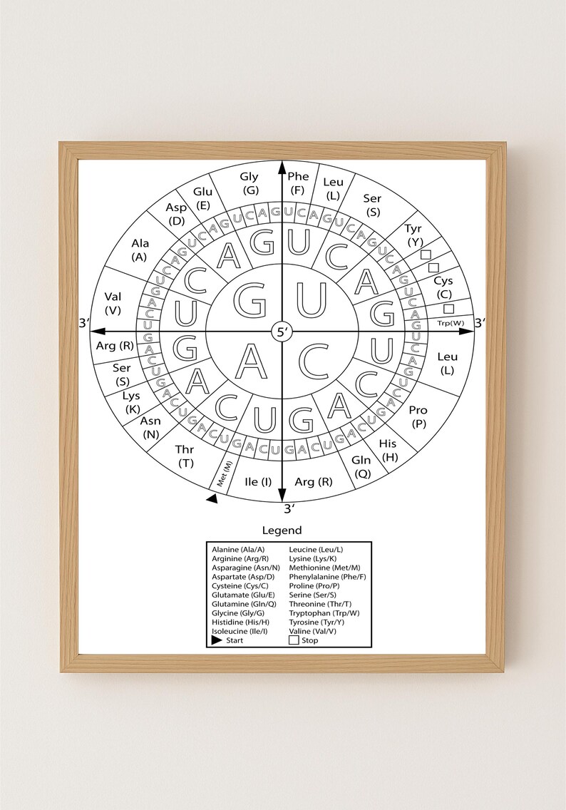 Codon Wheel Coloring Page – Genetic Code Poster for Biology Students ...