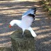 Life-size Seagull Replicas. You Get Both the Landing and - Etsy Canada