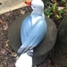 Life-size Seagull Replicas. You Get Both the Landing and - Etsy Canada