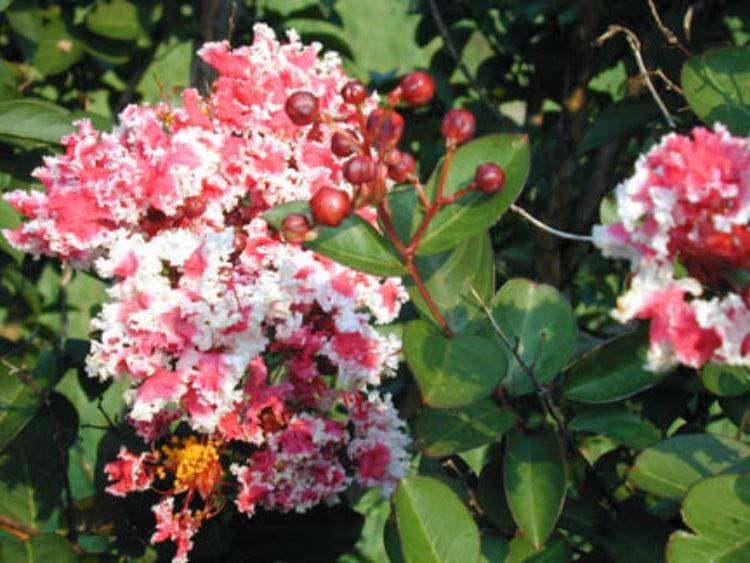 Queens Lace Crape Myrtle: Rare Beauty and Striking Red & White Colors ...