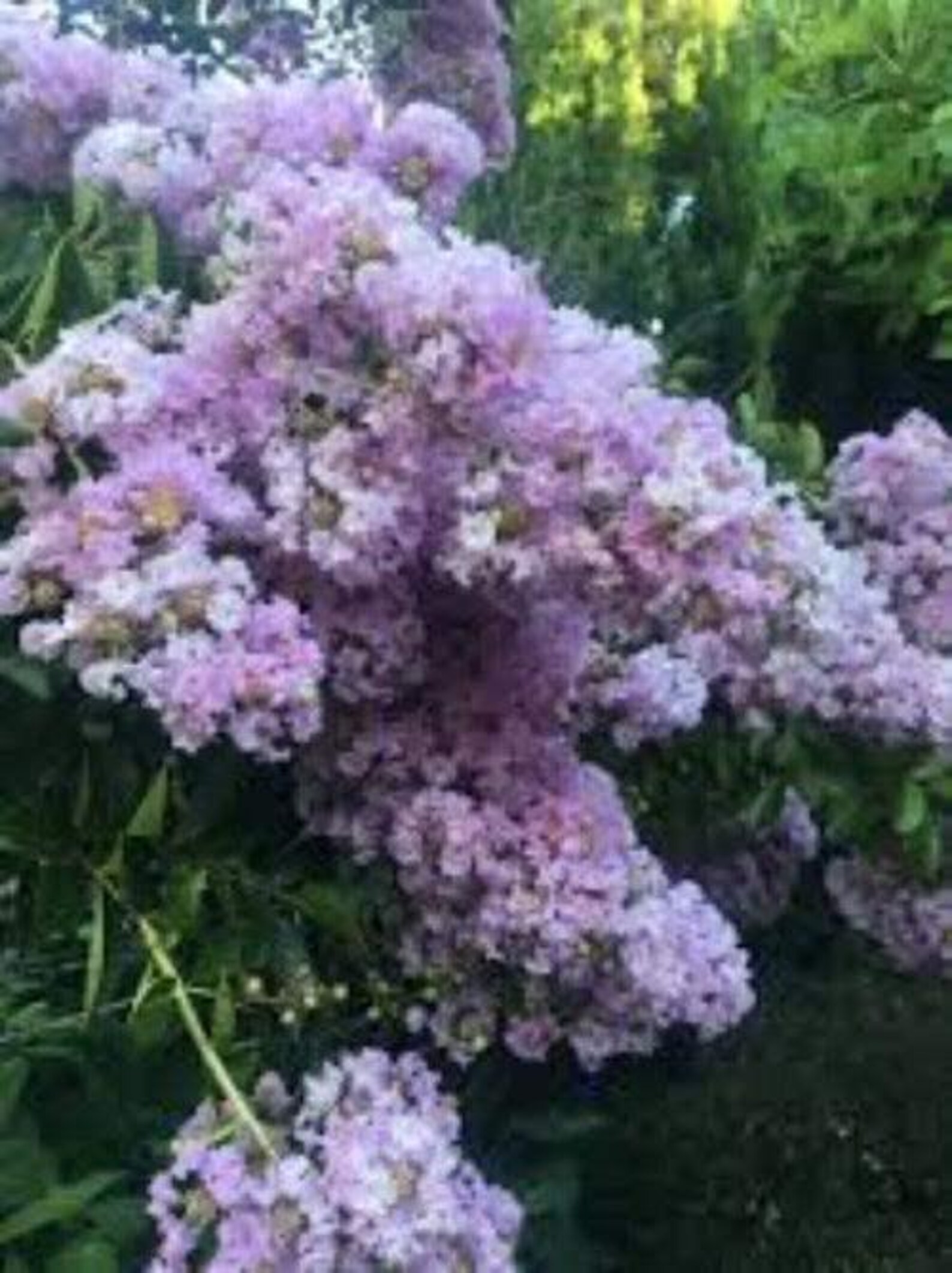 Yuma Crape Myrtle: Elegant Lavender-blue Blooms for Your Landscape - Etsy