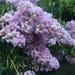 Yuma Crape Myrtle: Elegant Lavender-blue Blooms for Your Landscape - Etsy