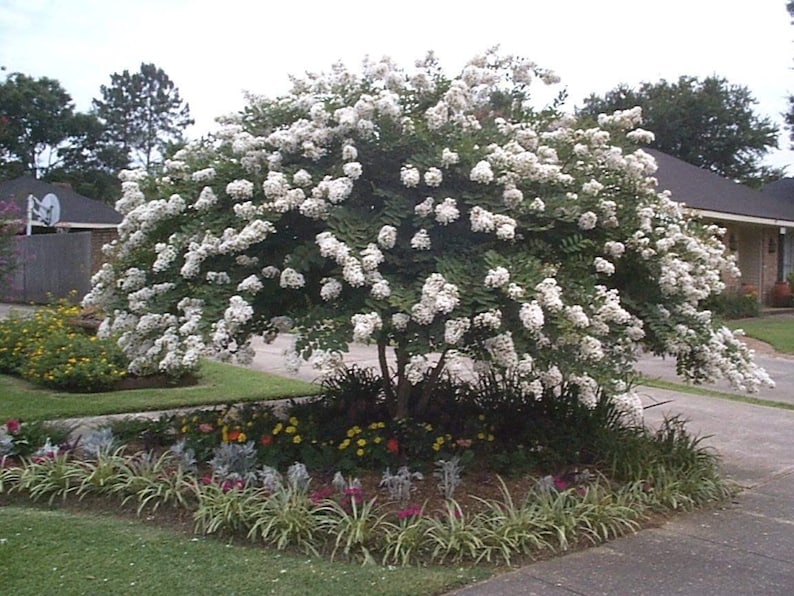Acoma Crape Myrtle: Elegant, Crisp Snow-white Weeping Beauty for Your ...