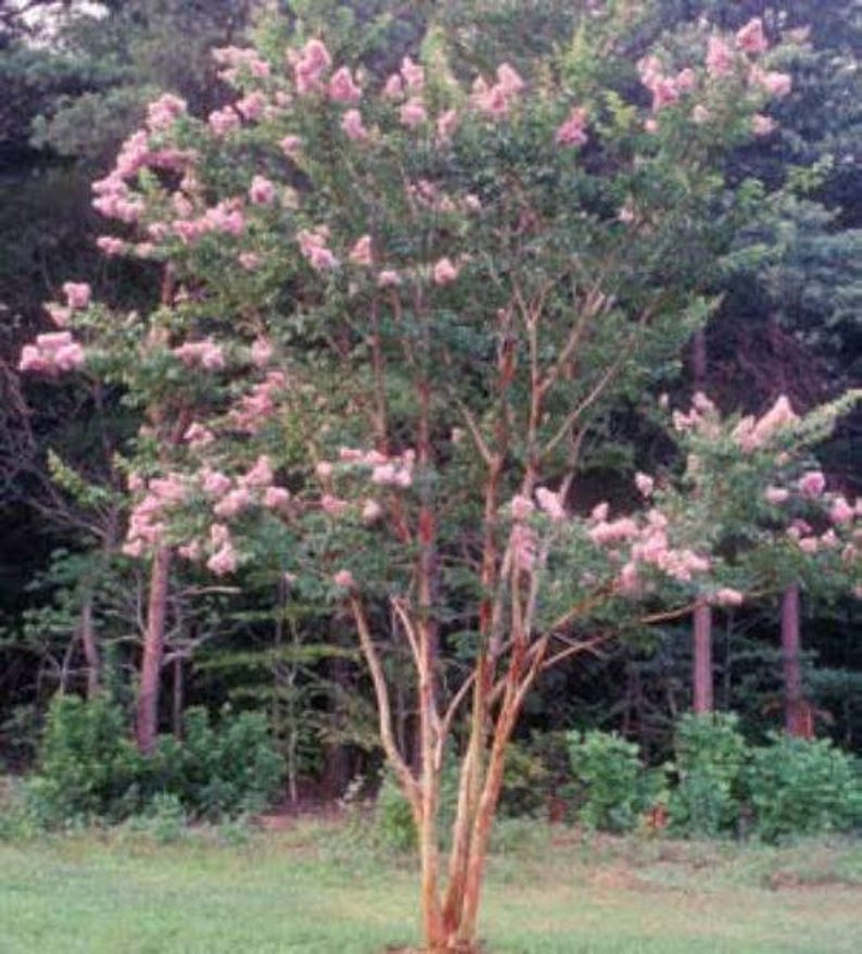Biloxi Crape Myrtle: Fast-growing Shade Tree With Delicate Baby Pink ...
