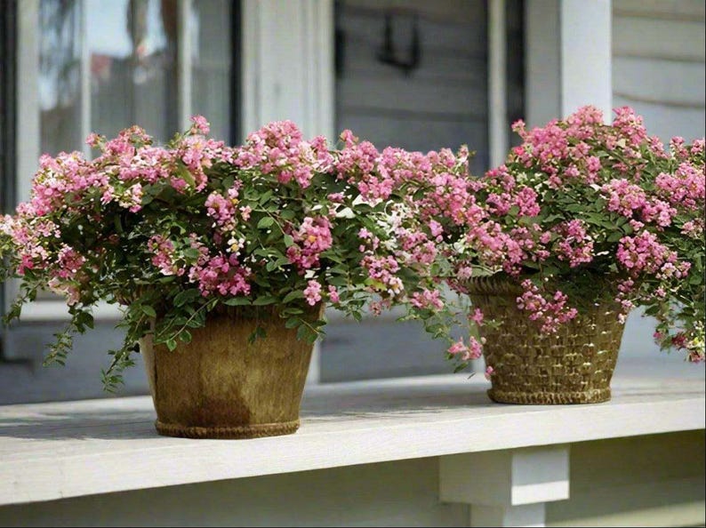 Pink Blush Crape Myrtle: Delicate Baby Pink Blooms With a Cascading ...